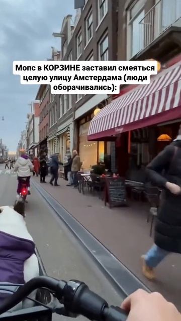 🐶 Четвероногий сигнал: когда питомцы решают, что они главные! 🐶
