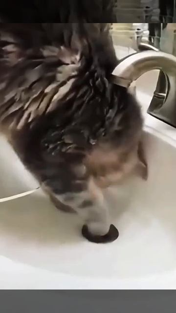 Пушистые помощники в деле! 🐾✨