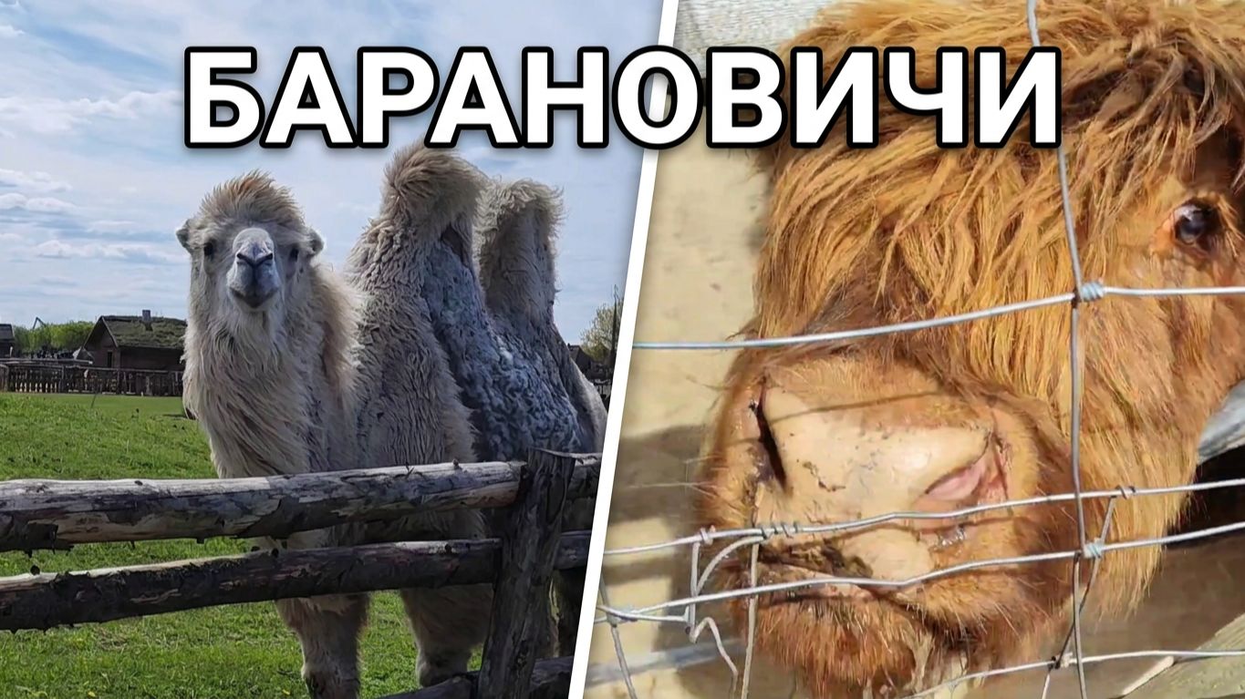 Контактный зоопарк в Барановичах Часть 2 🦙 Кормим животных! Belarus Zoo