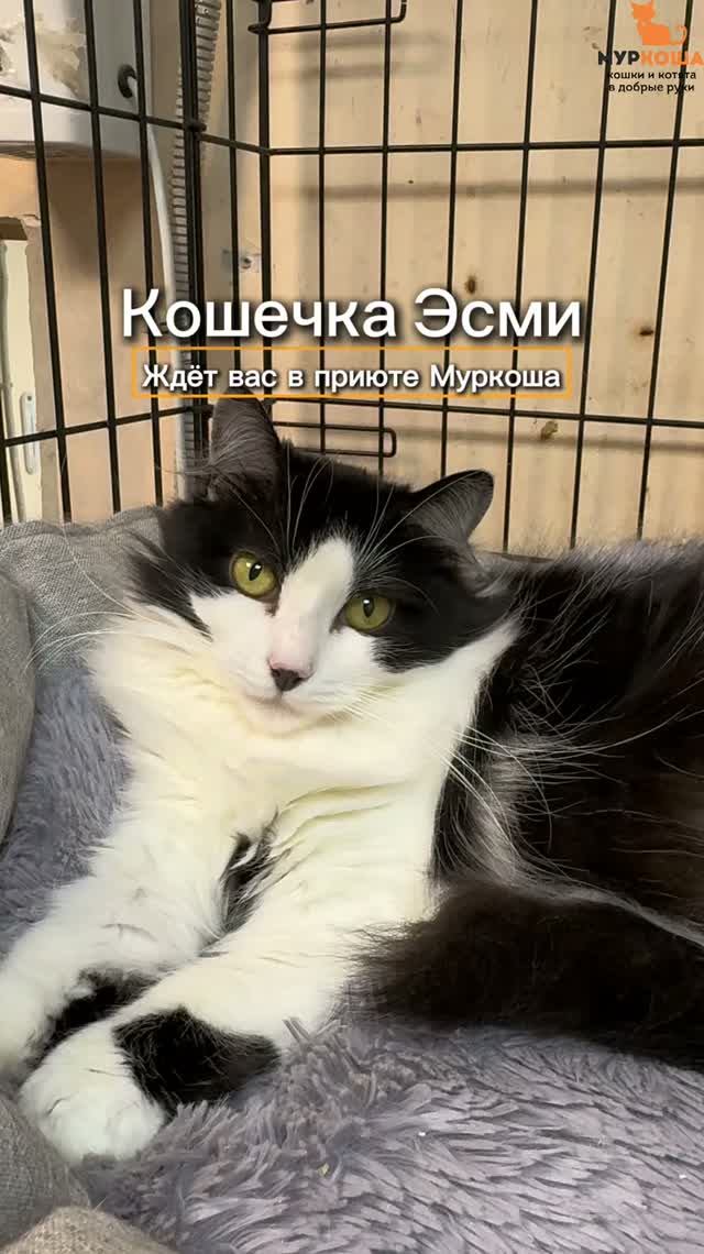 Эсми ждёт вас в приюте #Муркоша