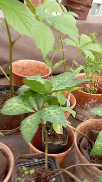 VID_20260608_125848 (2)