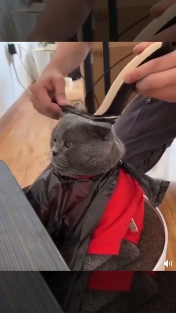 Невероятные стрижки наших пушистых друзей! 🐶🐱