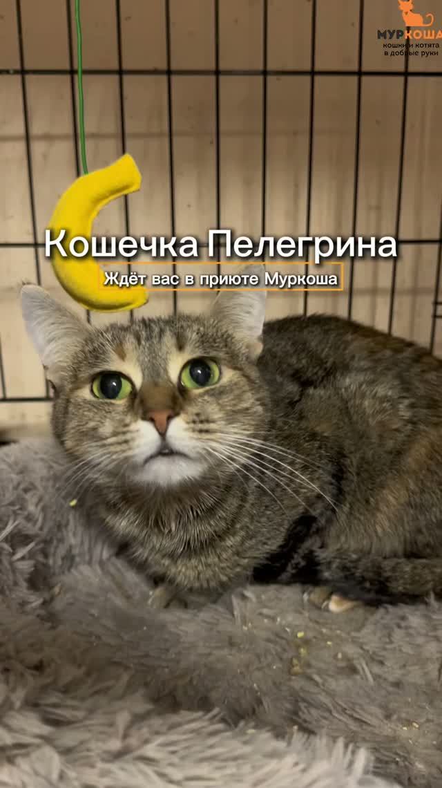Пелегрина ждёт вас в приюте #Муркоша