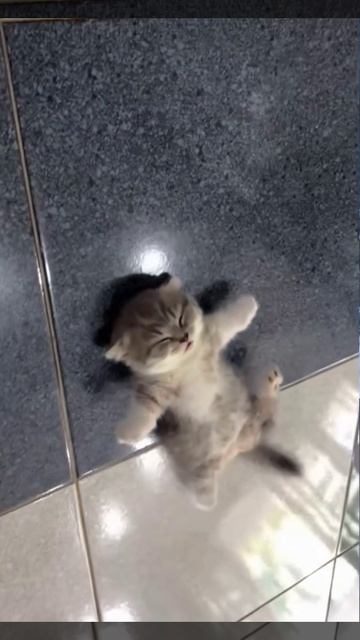 Котенок спит на спине