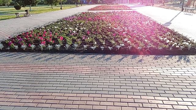 Цветочки в парке Солнечный, Таловая 12-06-2026