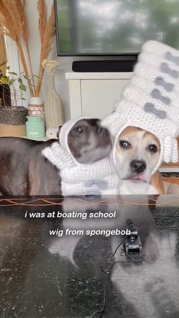 Смешные собаки