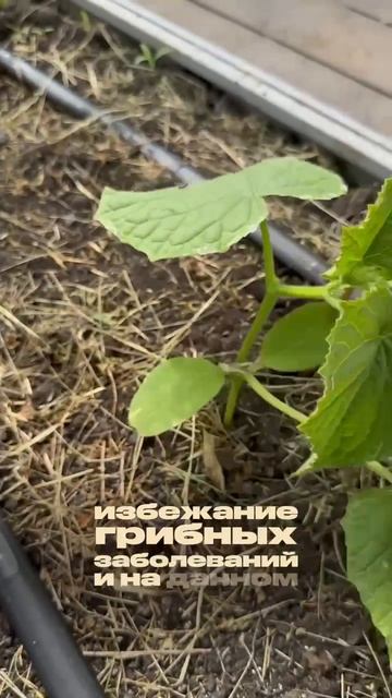 Теплица