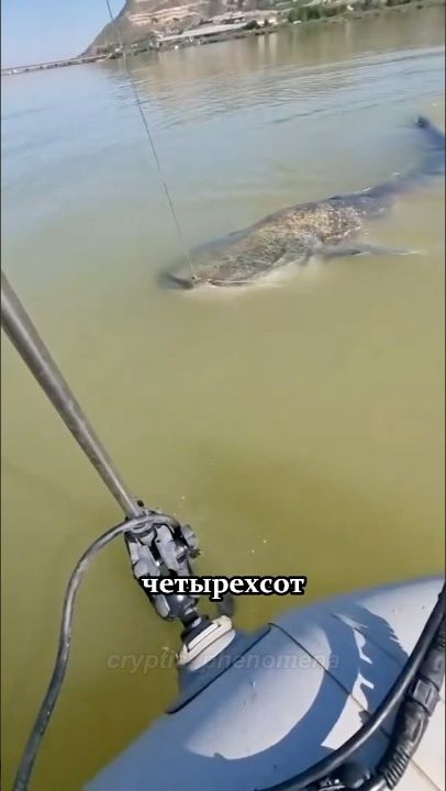 Самые гигантские речные рыбы