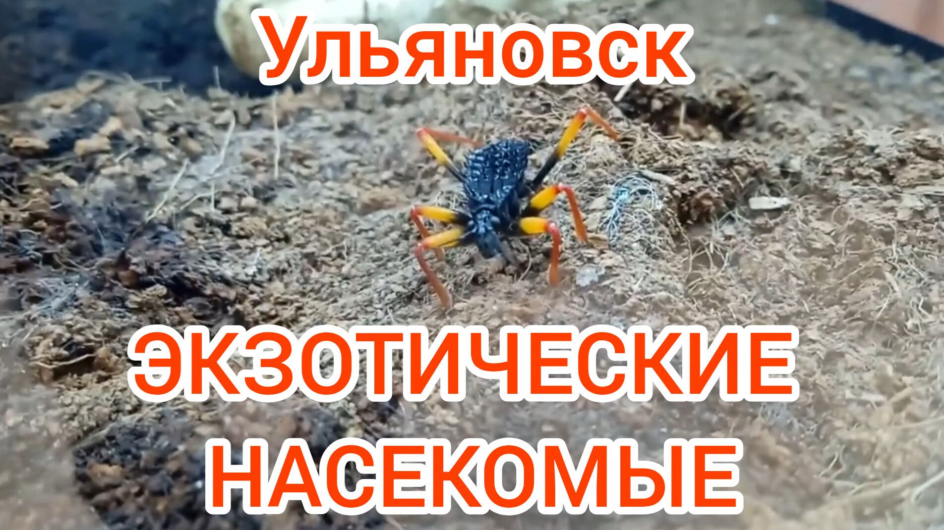 Экзотические насекомые в Ульяновске #россия #ульяновск #выставка #насекомые #экзотика #видео #блог