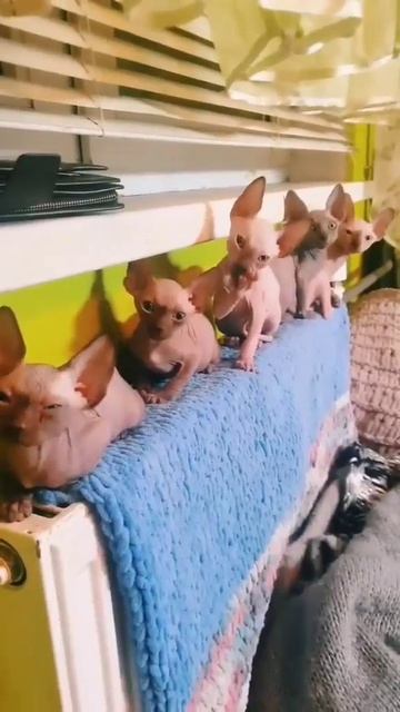 Котята на батарее вылупились