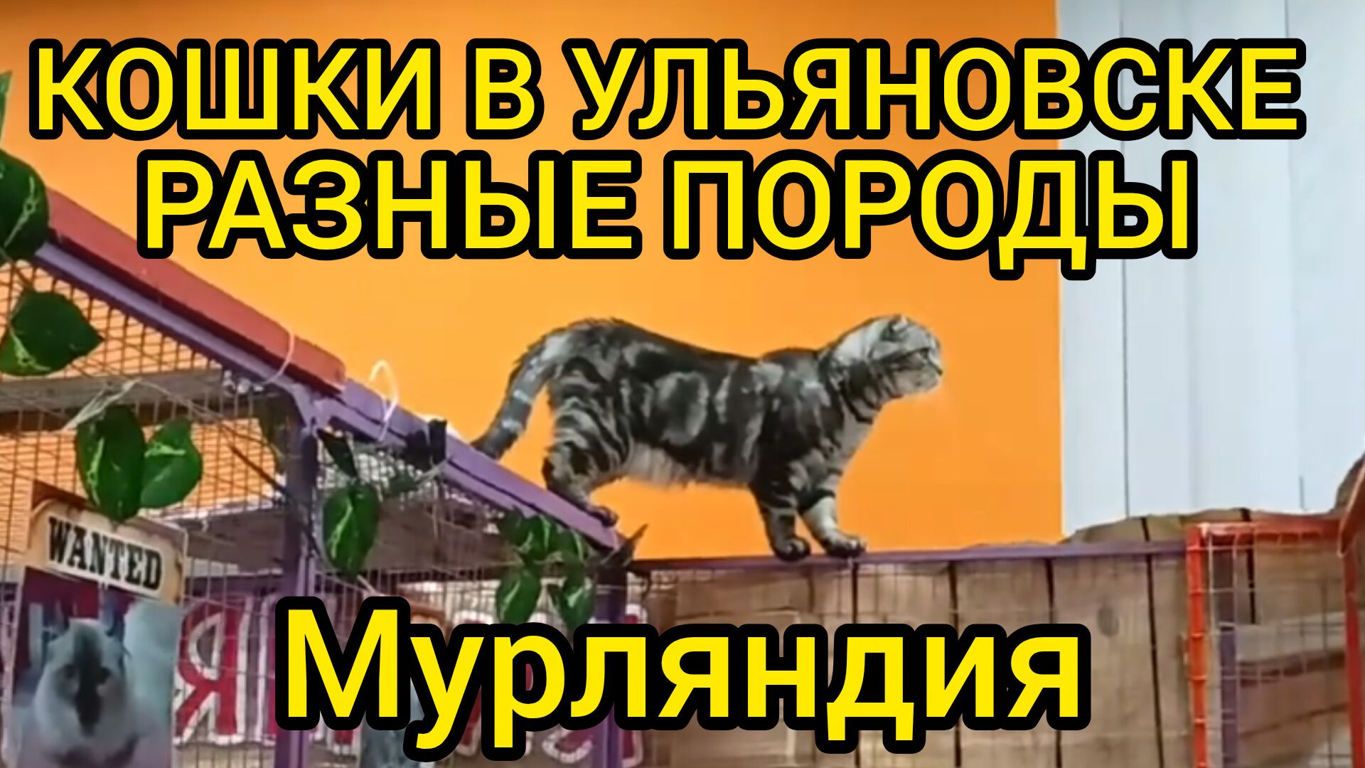 видео блог
