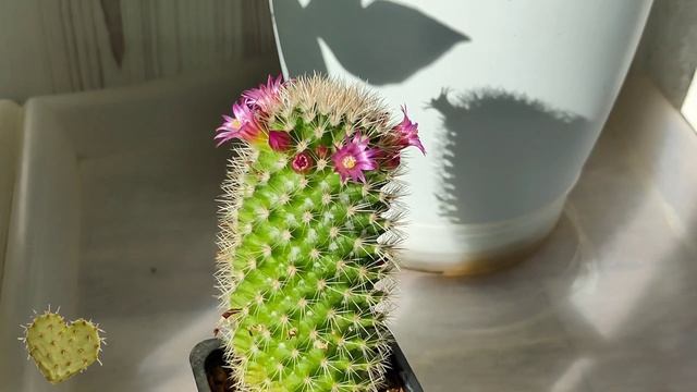 Маммилярия
