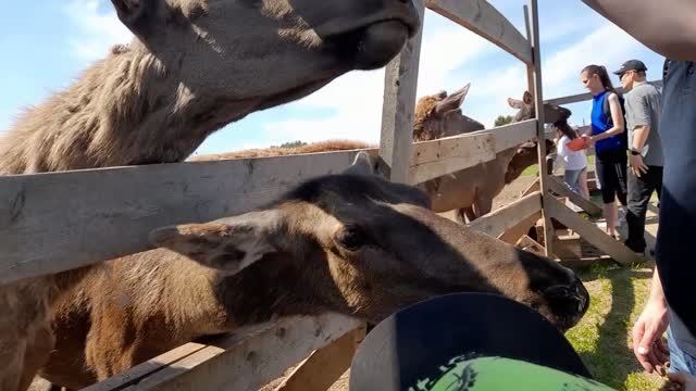 Моя Удмуртия