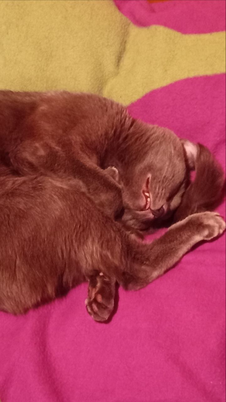 Реакция кота Атоса на Чемпионат мира по футболу!!! #shorts #котатос #чемпионатмира #футбол #атос
