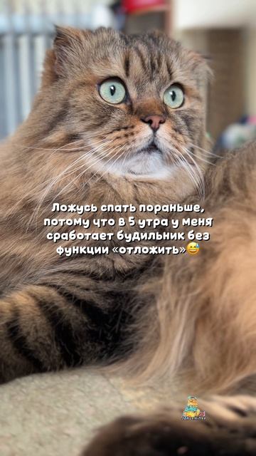 А у вас во сколько?⏰😹 #котики #юмор #жиза #кот #животные