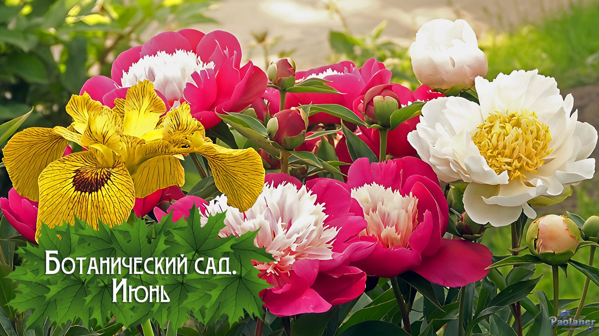 Ботанический сад. Июнь (2026)
