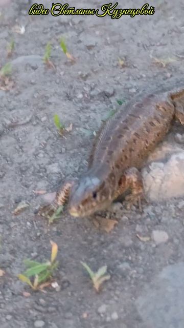 ЖИВОЙ МИР ПРИРОДЫ