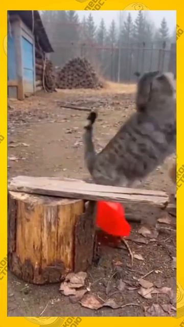 по этому я не доверяю своему коту - заходи в вк --﹥ https://vk.com/peshkom_postoyu_smile_vk