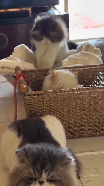 Котики