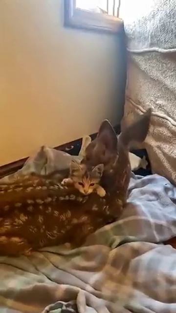 «Необычные друзья»