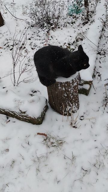 Кот и зима.