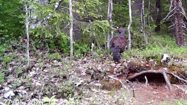 На порхалище Заяц, Глухарь. Видео с фотоловушки BG-310.