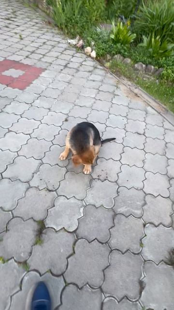 Русская гончая Бушуй 😊