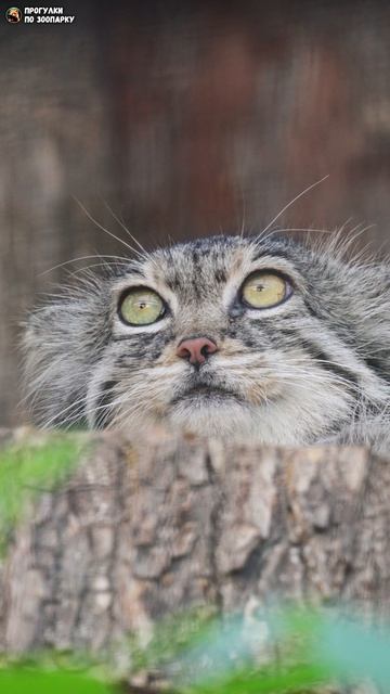 Манул Пепе прилегла отдохнуть. Ленинградский зоопарк