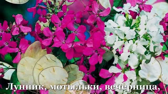 ЛУНАРИЯ