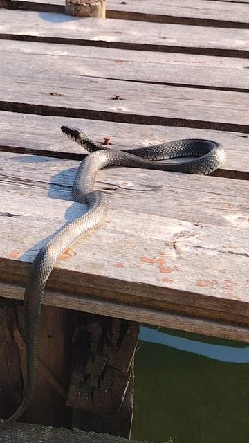 Snake ©20250725