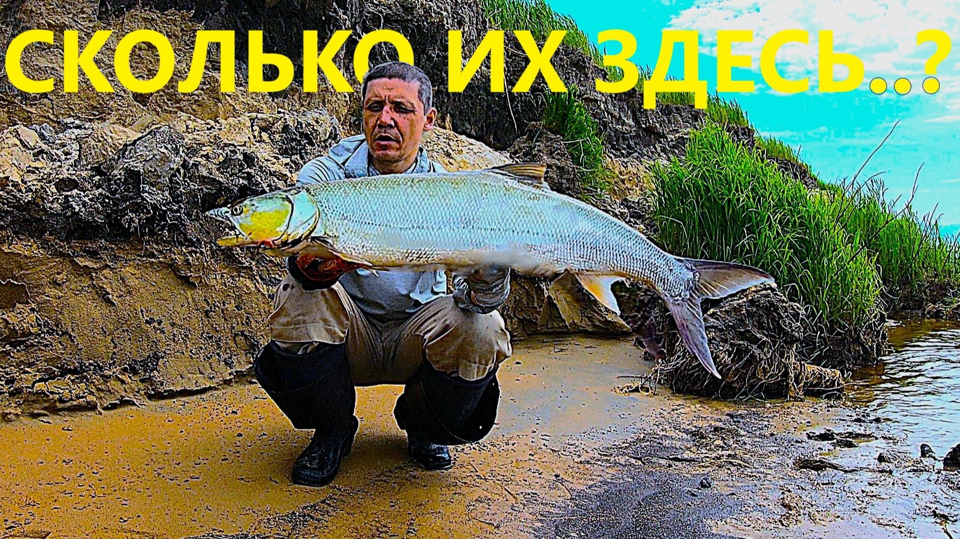 ДА СКОЛЬКО ИХ ЗДЕСЬ !? Рыба на каждом забросе! Рыбалка на СПИННИНГ река Амур