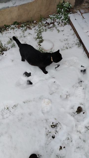 Кот и первый снег.