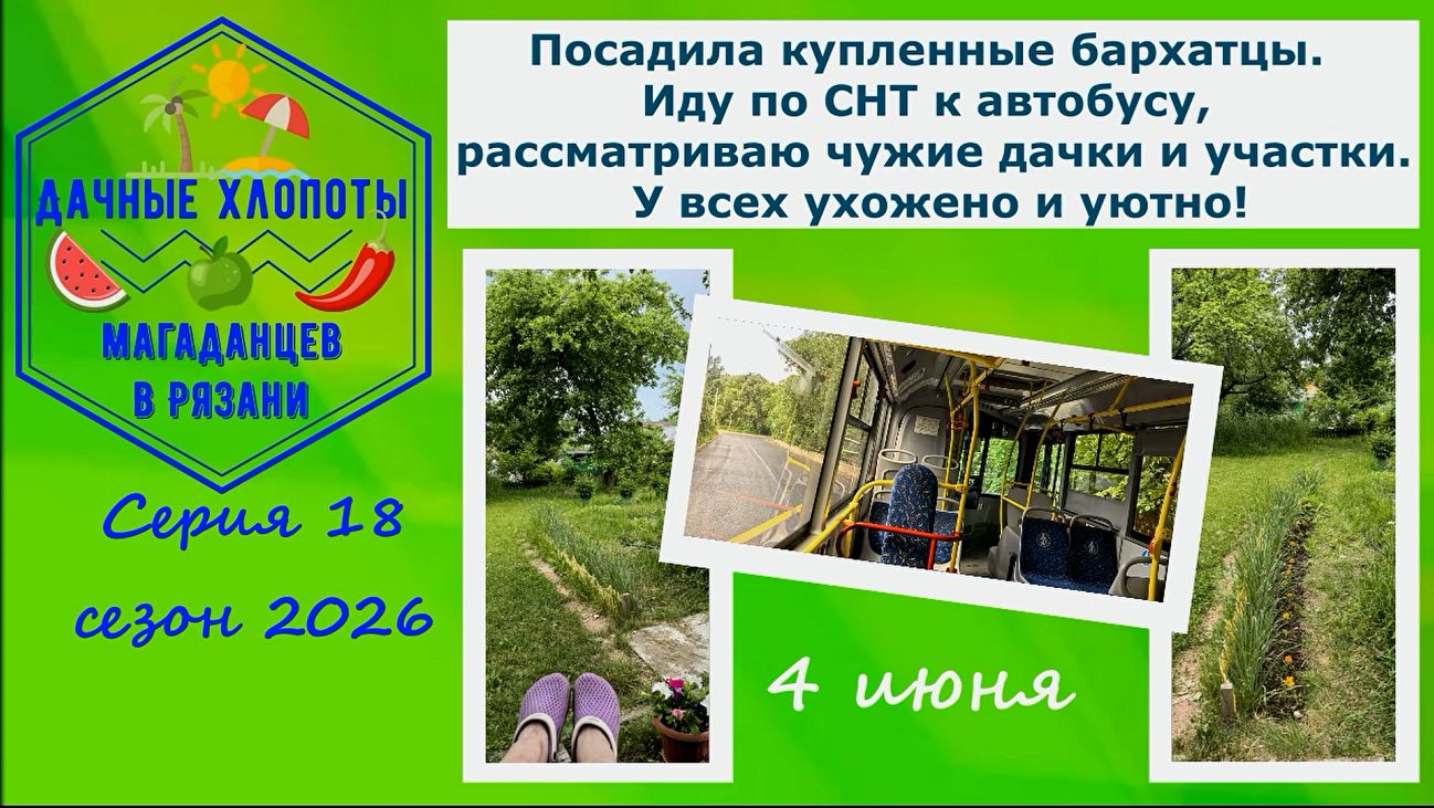 Посадила купленные бархатцы.Иду по СНТ на автобус.Рассматриваю чужие дачки и участки.У всех ухожено