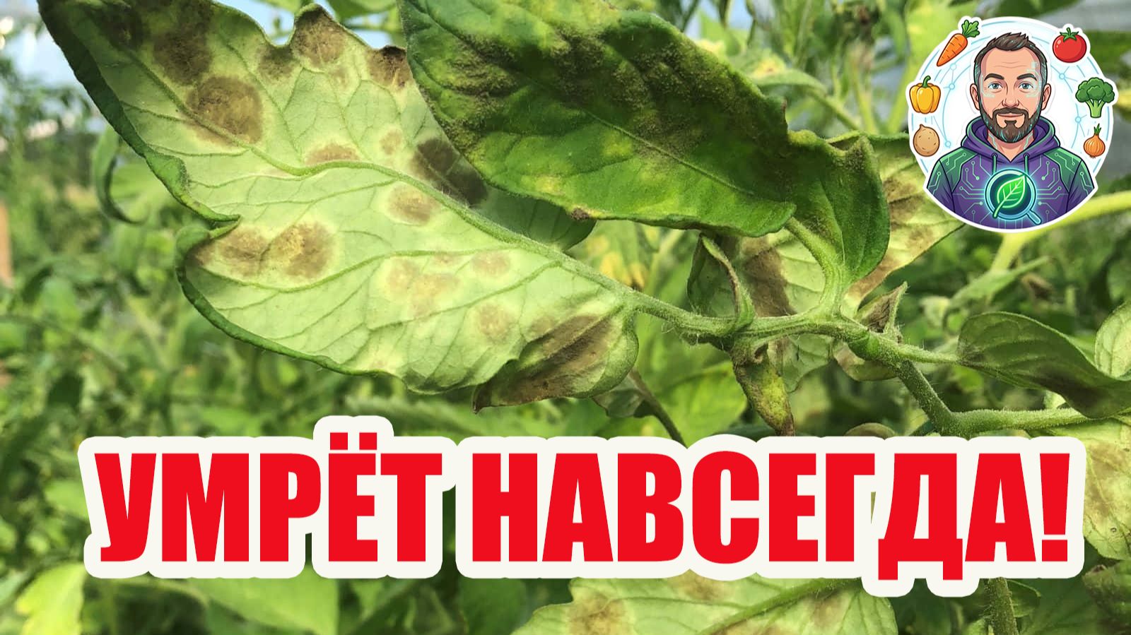 🛑 ЭТОТ КЛАД НИКОМУ НЕ НУЖЕН! 🍅❌ Как навсегда забыть про кладоспориоз на томатах и огурцах! 🥒🚫