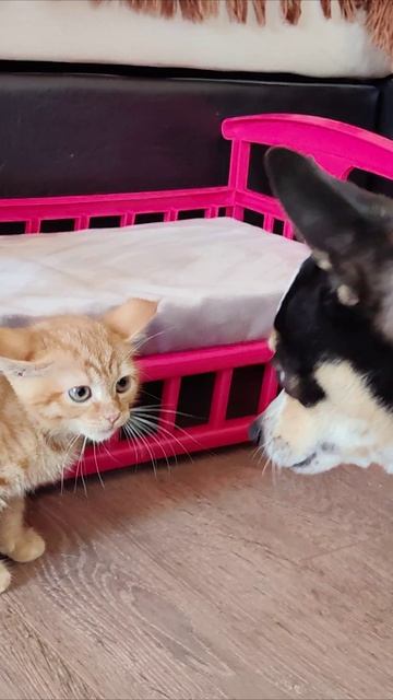 Первая встреча. Котенок и собака. #котенок #собака