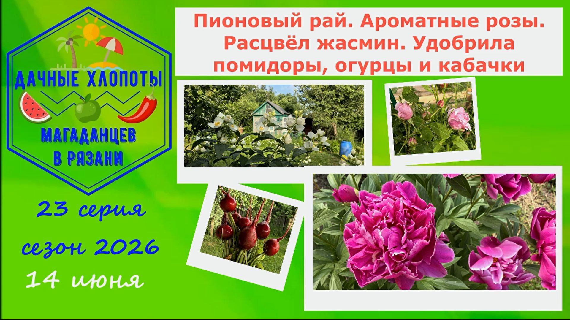 Пионовый рай, ароматные розы, цветет жасмин. 14 июня