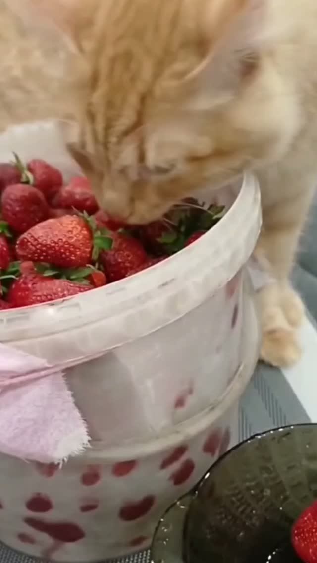 Клубничный кот 🐱😉🙂 15.06.2026