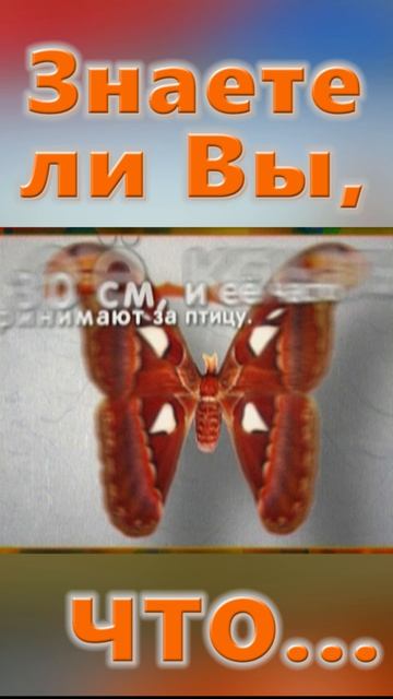 Знаете ли вы Что? Бабочки