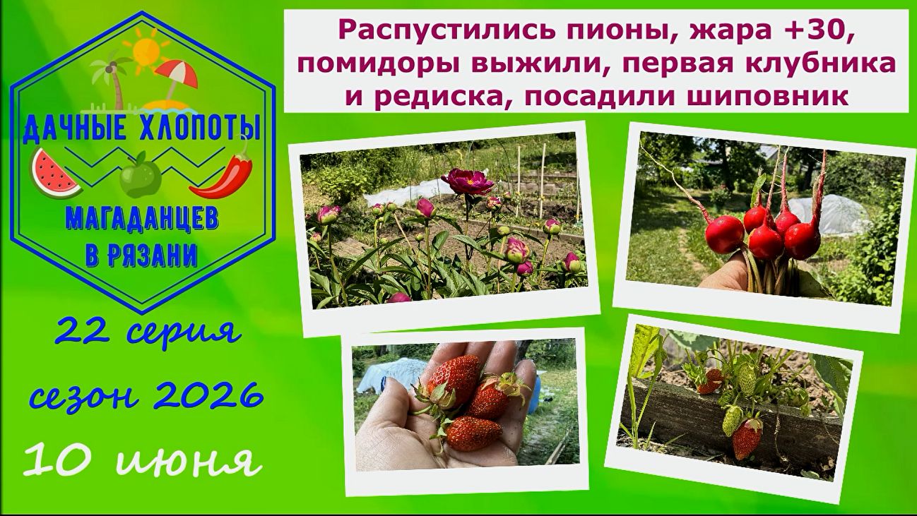 Распустились пионы, жара +30, помидоры выжили, первая клубника и редиска, посадили шиповник