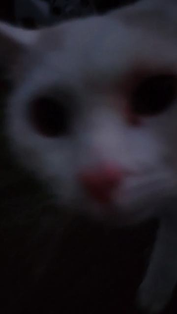 Кошка с Собакой ©20250728