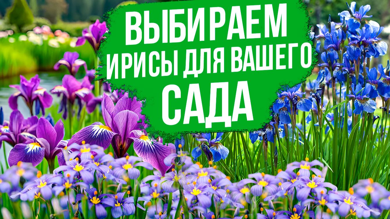 Это ВСЕ НУЖНО ЗНАТЬ об ирисах!