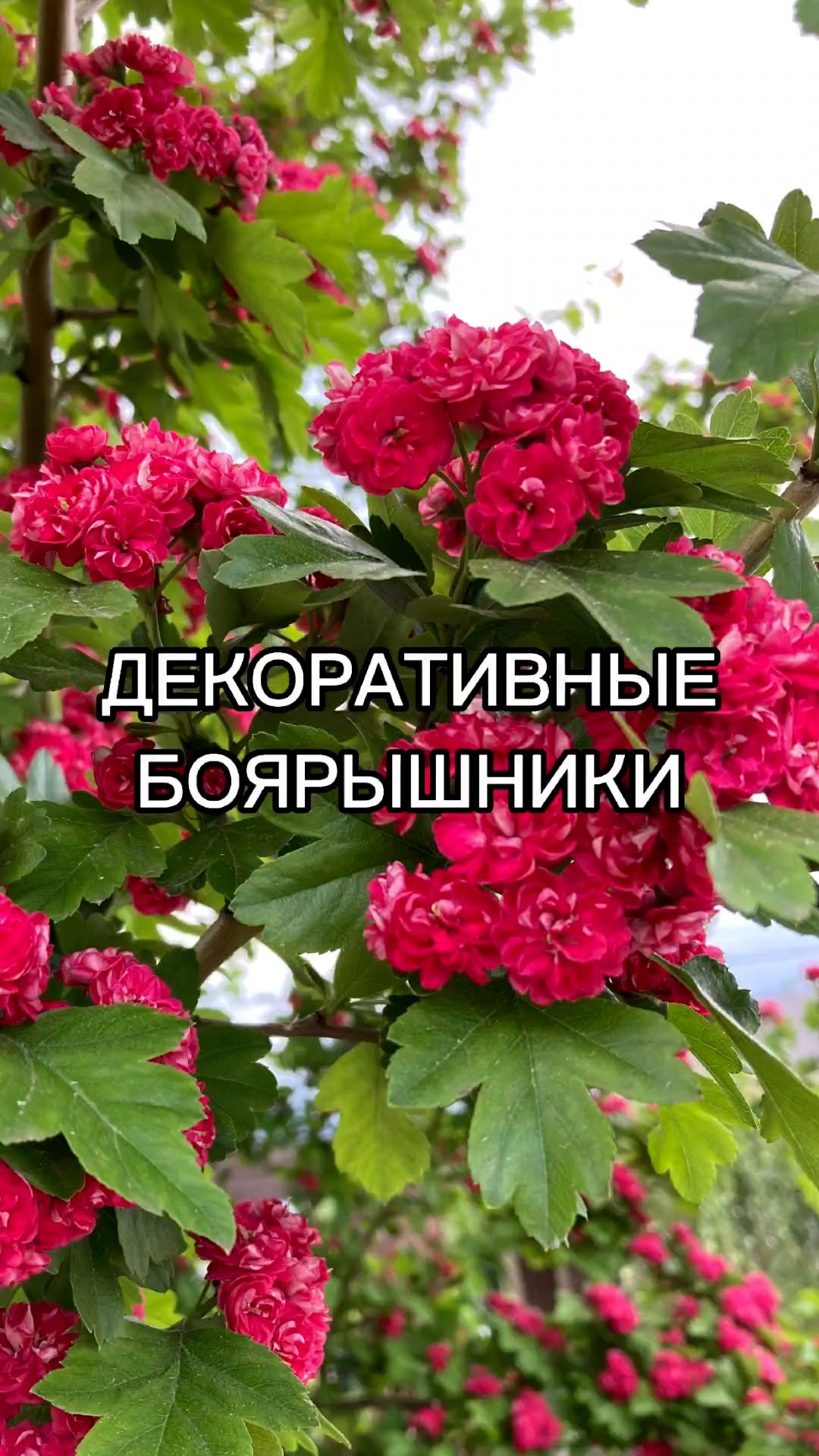 Декоративные боярышники для сада!