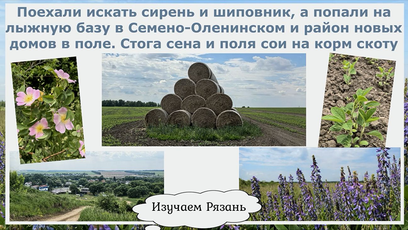 Поехали искать сирень и шиповник, а попали на лыжную базу в Семено-Оленинском.\Стога сена и поля сои
