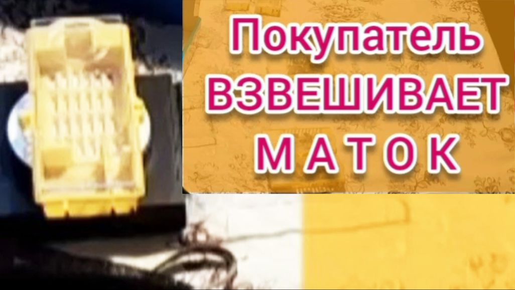 Покупатель взвешивает маток