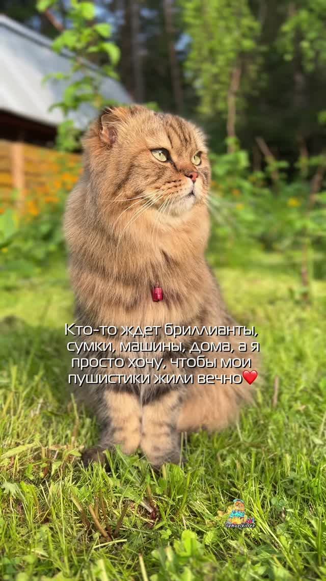 Я хочу❤️ #котики #милота #животные #природа