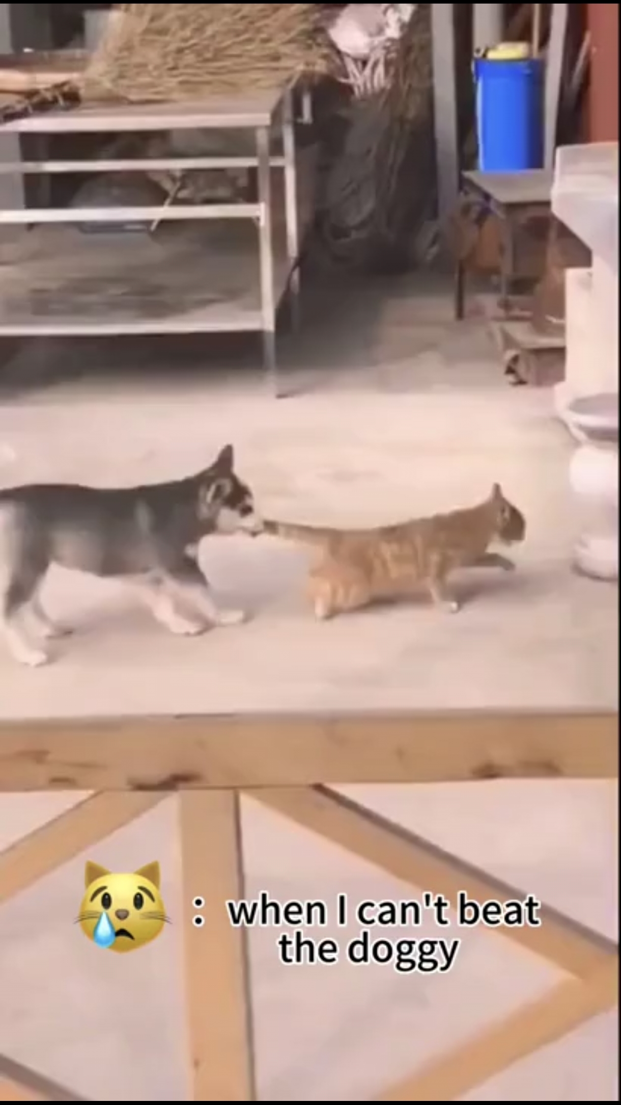 Котоместь неизбежна 😼