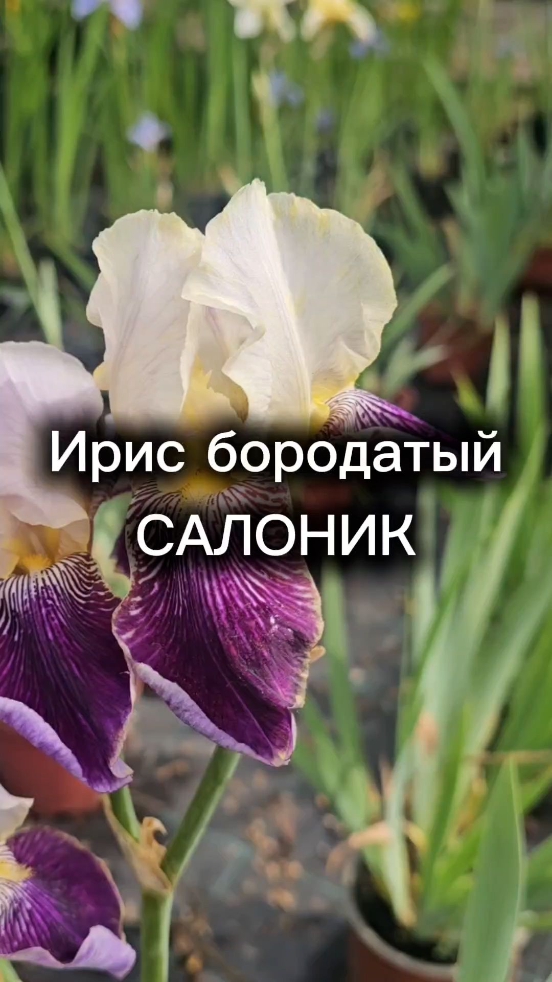Этот ирис - настоящая жемчужина сада!