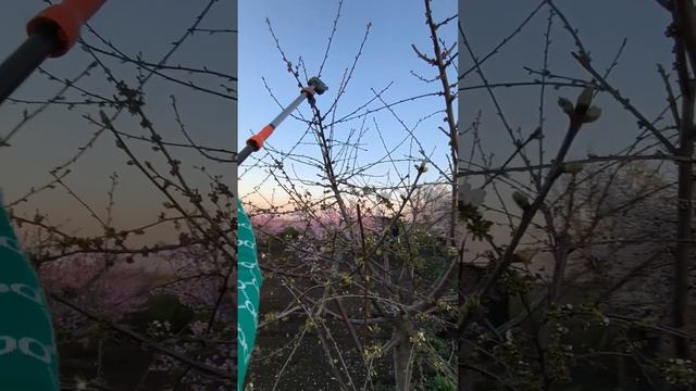 Обрезка взрослых плодовых деревьев на примере черешни