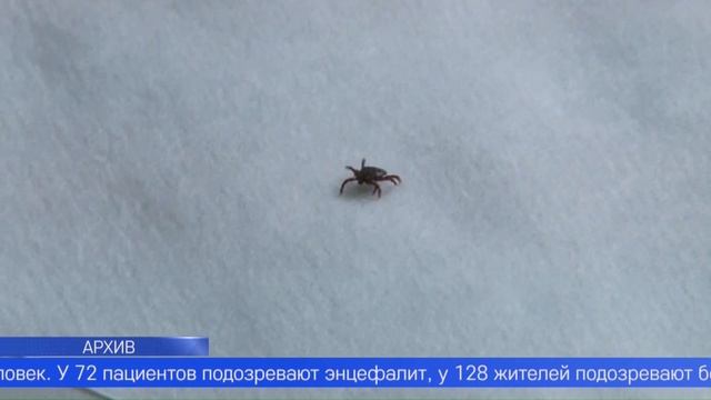 Клещевой сезон на Среднем Урале сбавляет обороты