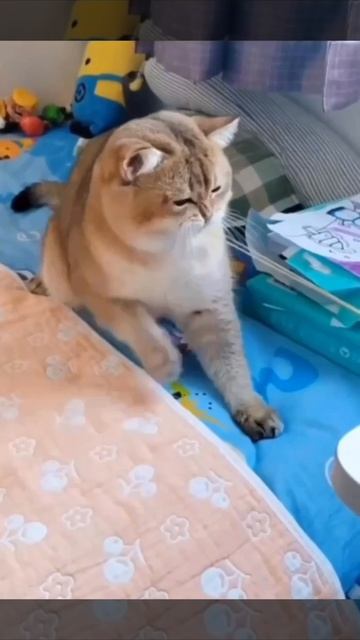 Ударная котомелодия 🙀